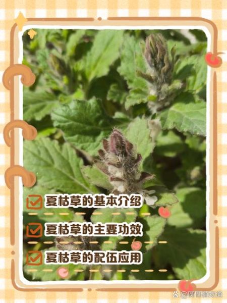 夏枯草口服液功效与作用_夏枯草口服液说明书-第3张图片-山城妙识 夏枯草口服液功效与作用_夏枯草口服液说明书-第3张图片-山城妙识