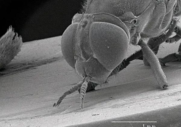 苍蝇吃什么_苍蝇为什么吃腐烂食物-第3张图片-山城妙识