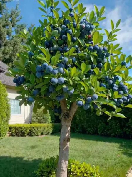 蓝莓树长什么样_蓝莓树图片大全怎么找-第1张图片-山城妙识 蓝莓树长什么样_蓝莓树图片大全怎么找-第1张图片-山城妙识