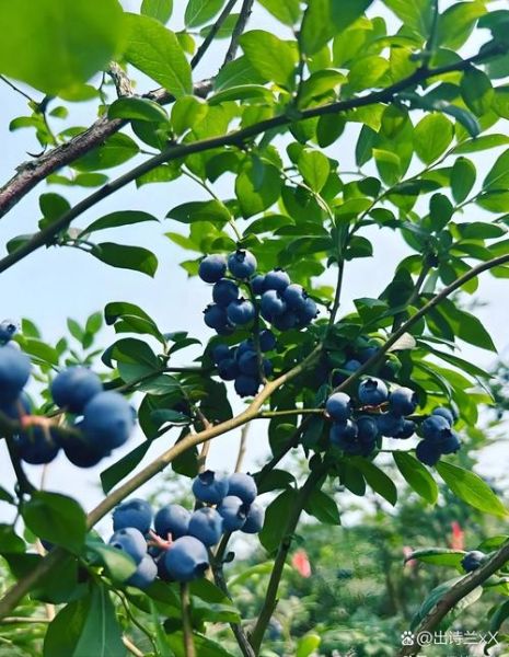 蓝莓树长什么样_蓝莓树图片大全怎么找-第3张图片-山城妙识 蓝莓树长什么样_蓝莓树图片大全怎么找-第3张图片-山城妙识