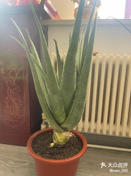 芦荟灌肤多久做一次_芦荟灌肤的正确步骤-第3张图片-山城妙识