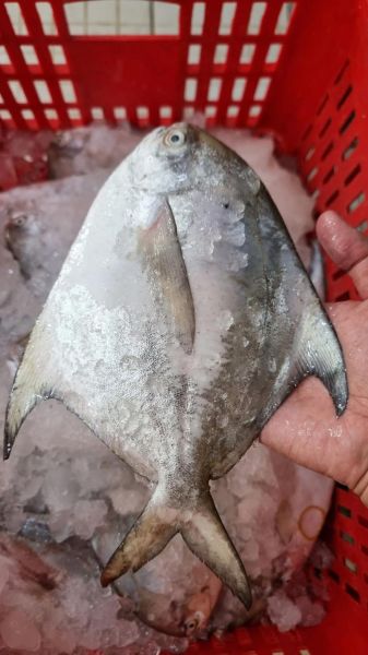 白鲳和银鲳的区别_怎么区分白鲳和银鲳-第3张图片-山城妙识 白鲳和银鲳的区别_怎么区分白鲳和银鲳-第3张图片-山城妙识