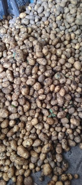 洋芋头图片大全_洋芋和土豆的区别-第3张图片-山城妙识 洋芋头图片大全_洋芋和土豆的区别-第3张图片-山城妙识