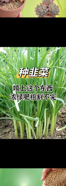 韭菜怎么种最简单_韭菜种植最简单方法-第1张图片-山城妙识