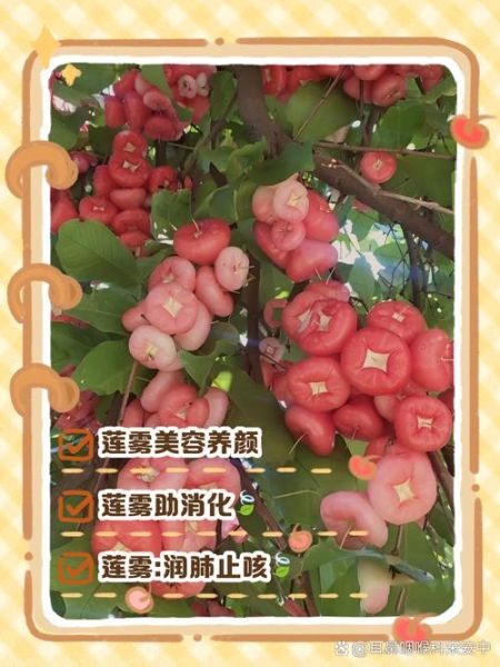 海南莲雾的功效与作用_海南莲雾怎么吃最好-第1张图片-山城妙识 海南莲雾的功效与作用_海南莲雾怎么吃最好-第1张图片-山城妙识