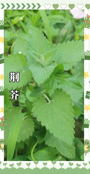 荆芥草的功效与作用_荆芥草能治疗哪些常见病-第1张图片-山城妙识