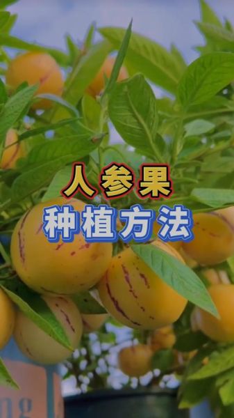 人参果怎么种植_人参果种植条件-第1张图片-山城妙识 人参果怎么种植_人参果种植条件-第1张图片-山城妙识