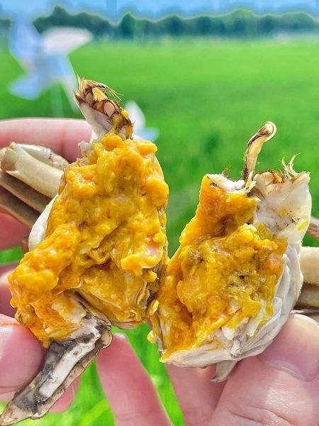 现在有大闸蟹买吗_大闸蟹什么时候上市-第2张图片-山城妙识