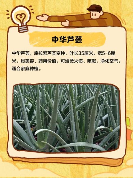 芦荟有几种品种_常见芦荟品种图片及名称-第1张图片-山城妙识