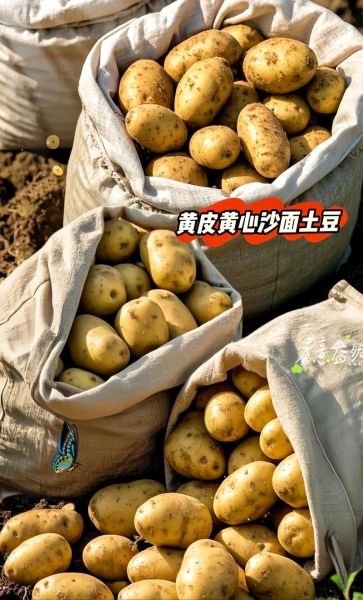 土豆下载安装_土豆视频怎么下载到手机-第2张图片-山城妙识