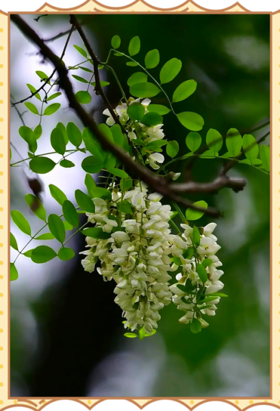 河南洋槐花什么时候开花_河南槐花最佳观赏期-第1张图片-山城妙识 河南洋槐花什么时候开花_河南槐花最佳观赏期-第1张图片-山城妙识