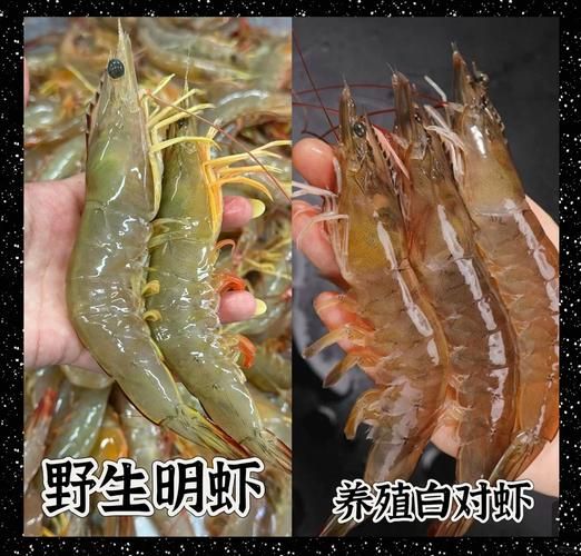 海捕大虾是什么虾_海捕大虾和养殖虾区别-第2张图片-山城妙识 海捕大虾是什么虾_海捕大虾和养殖虾区别-第2张图片-山城妙识