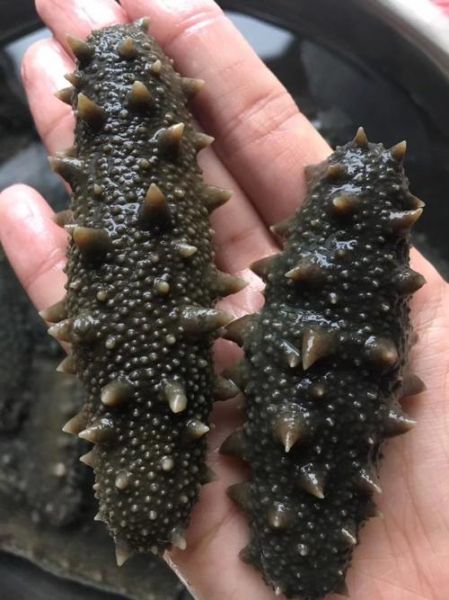 烟台海参批发市场在哪里_烟台海参批发价格多少钱一斤-第2张图片-山城妙识 烟台海参批发市场在哪里_烟台海参批发价格多少钱一斤-第2张图片-山城妙识