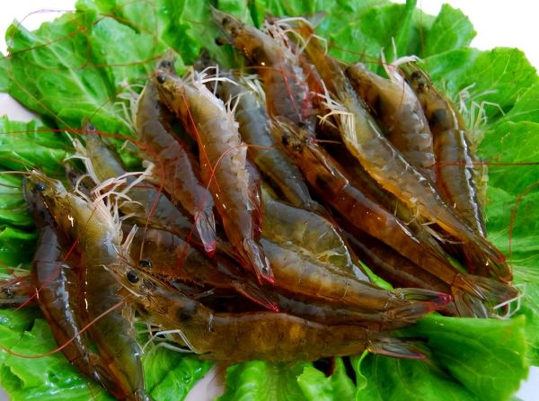 海捕大虾是什么虾_海捕大虾和养殖虾区别-第3张图片-山城妙识 海捕大虾是什么虾_海捕大虾和养殖虾区别-第3张图片-山城妙识