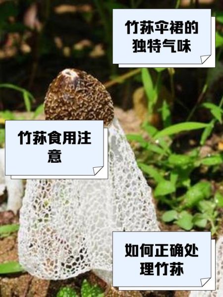 竹荪哪些部位不能吃_竹荪的菌盖和菌托要去掉吗-第1张图片-山城妙识 竹荪哪些部位不能吃_竹荪的菌盖和菌托要去掉吗-第1张图片-山城妙识