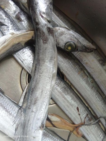 活带鱼多少钱一斤_活带鱼价格为什么波动大-第1张图片-山城妙识