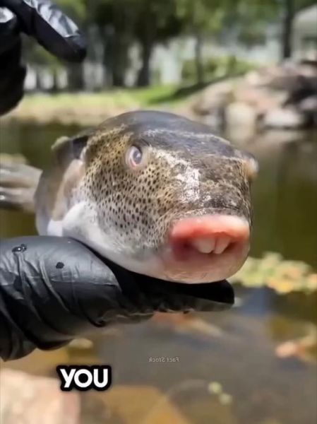 河豚有毒吗_河豚毒素中毒症状-第1张图片-山城妙识 河豚有毒吗_河豚毒素中毒症状-第1张图片-山城妙识