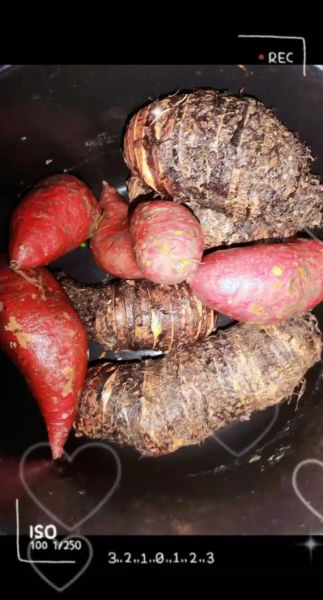 芋头和红薯可以一起吃吗_同吃会不会中毒-第1张图片-山城妙识 芋头和红薯可以一起吃吗_同吃会不会中毒-第1张图片-山城妙识