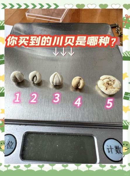 川贝和川贝母一样吗_川贝与川贝母区别-第1张图片-山城妙识