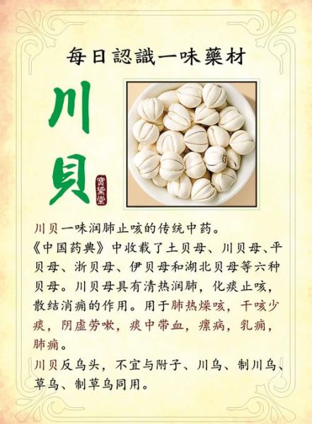 川贝和川贝母一样吗_川贝与川贝母区别-第3张图片-山城妙识