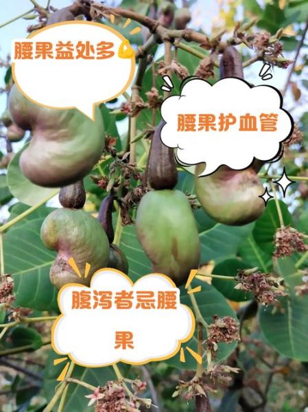 腰果不能和什么一起吃_腰果相克食物有哪些-第3张图片-山城妙识