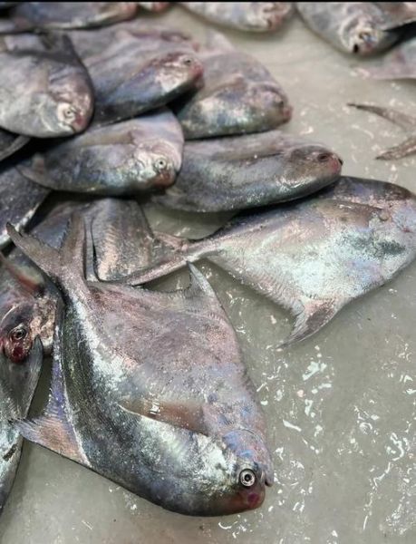 淡水鲳鱼有几种_淡水鲳鱼常见品种图片对比-第3张图片-山城妙识 淡水鲳鱼有几种_淡水鲳鱼常见品种图片对比-第3张图片-山城妙识