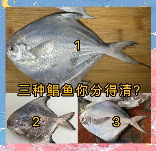 淡水鲳鱼有几种_淡水鲳鱼常见品种图片对比-第1张图片-山城妙识 淡水鲳鱼有几种_淡水鲳鱼常见品种图片对比-第1张图片-山城妙识