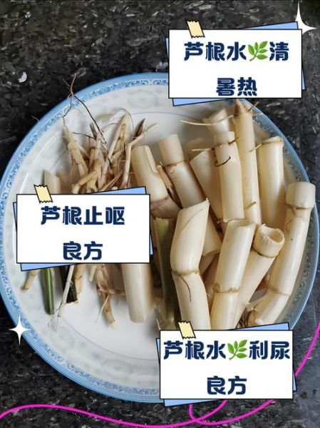 芦根水的功效与作用及禁忌症_孕妇能喝吗-第1张图片-山城妙识 芦根水的功效与作用及禁忌症_孕妇能喝吗-第1张图片-山城妙识