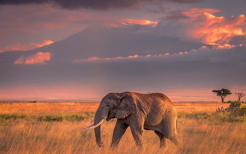 大象图片_大象图片高清壁纸哪里下载-第1张图片-山城妙识 大象图片_大象图片高清壁纸哪里下载-第1张图片-山城妙识