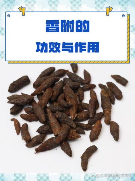 香附的功效与作用禁忌_香附什么人不能吃-第2张图片-山城妙识 香附的功效与作用禁忌_香附什么人不能吃-第2张图片-山城妙识