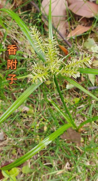 香附的功效与作用禁忌_香附什么人不能吃-第3张图片-山城妙识 香附的功效与作用禁忌_香附什么人不能吃-第3张图片-山城妙识