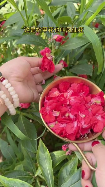 凤仙花怎么染指甲_凤仙花染指甲的正确方法-第1张图片-山城妙识