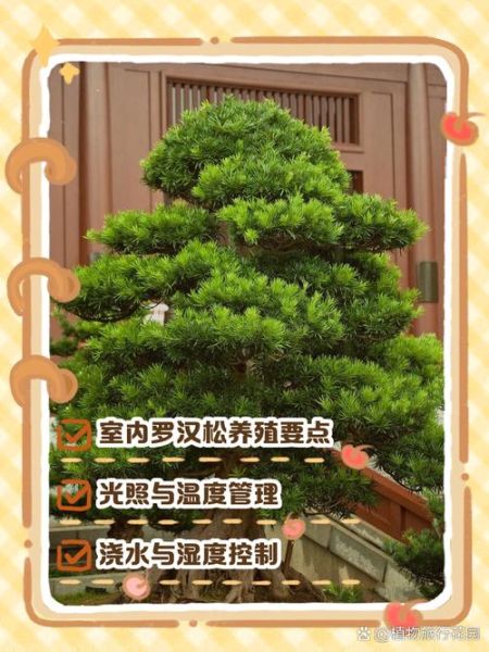 罗汉松怎么养_罗汉松盆景造型技巧-第2张图片-山城妙识 罗汉松怎么养_罗汉松盆景造型技巧-第2张图片-山城妙识