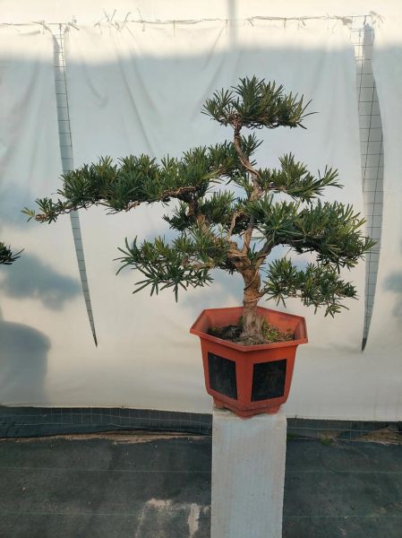 罗汉松怎么养_罗汉松盆景造型技巧-第1张图片-山城妙识 罗汉松怎么养_罗汉松盆景造型技巧-第1张图片-山城妙识