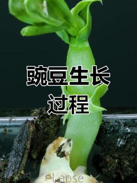 豌豆发芽了还能吃吗_发芽豌豆安全食用指南-第2张图片-山城妙识 豌豆发芽了还能吃吗_发芽豌豆安全食用指南-第2张图片-山城妙识