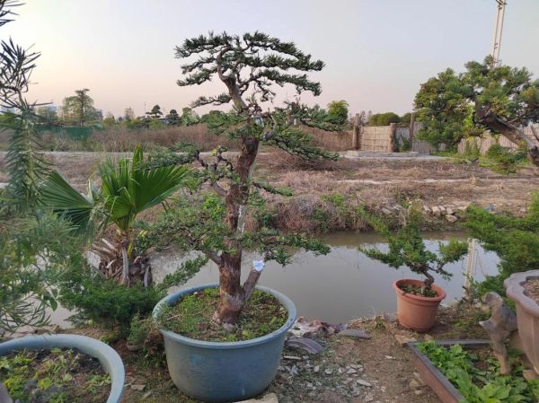 罗汉松怎么养_罗汉松盆景造型技巧-第3张图片-山城妙识 罗汉松怎么养_罗汉松盆景造型技巧-第3张图片-山城妙识