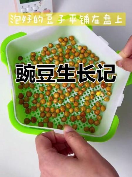 豌豆发芽了还能吃吗_发芽豌豆安全食用指南-第3张图片-山城妙识 豌豆发芽了还能吃吗_发芽豌豆安全食用指南-第3张图片-山城妙识