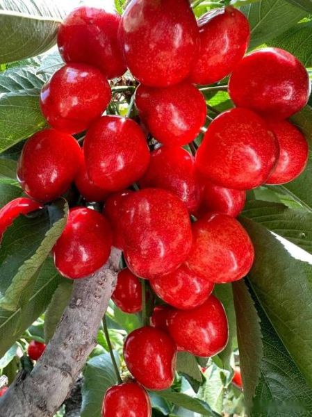 大樱桃品种大全_大樱桃哪个品种最好吃-第2张图片-山城妙识