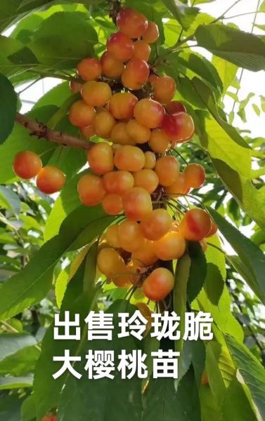 大樱桃品种大全_大樱桃哪个品种最好吃-第3张图片-山城妙识