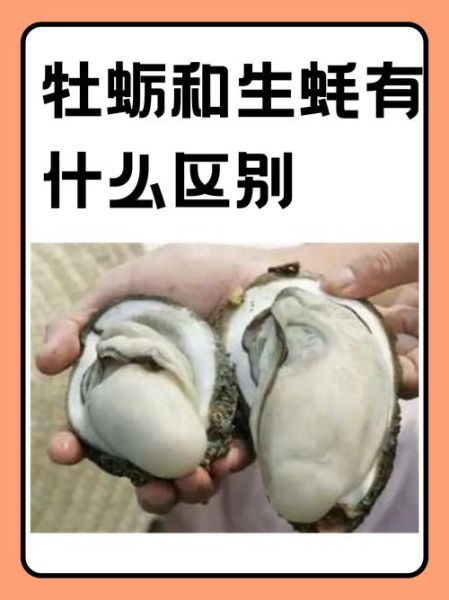 蚝怎么读_生蚝和牡蛎的区别-第1张图片-山城妙识 蚝怎么读_生蚝和牡蛎的区别-第1张图片-山城妙识