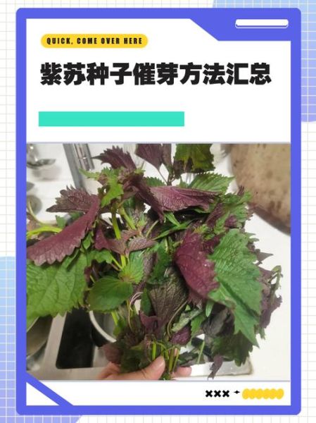 紫苏种子怎么种_紫苏种子几天发芽-第2张图片-山城妙识