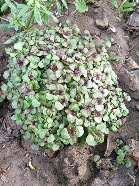 紫苏种子怎么种_紫苏种子几天发芽-第1张图片-山城妙识