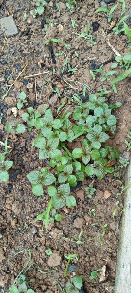 紫苏种子怎么种_紫苏种子几天发芽-第3张图片-山城妙识