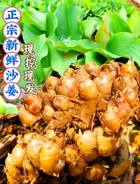 鲜沙姜图片_鲜沙姜怎么保存-第1张图片-山城妙识 鲜沙姜图片_鲜沙姜怎么保存-第1张图片-山城妙识