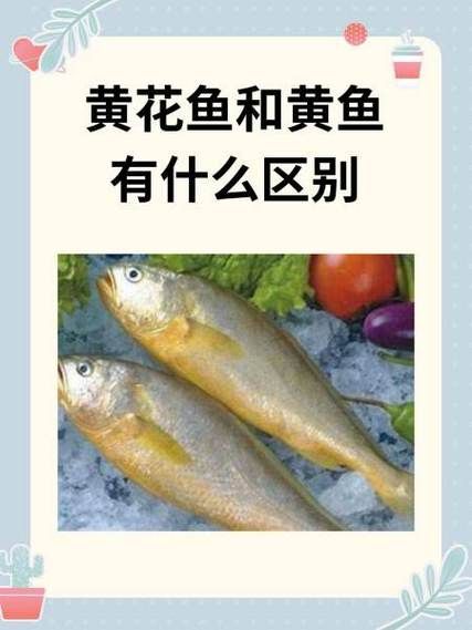 大黄花鱼是海鱼还是淡水鱼_大黄花鱼生活在哪里-第1张图片-山城妙识 大黄花鱼是海鱼还是淡水鱼_大黄花鱼生活在哪里-第1张图片-山城妙识