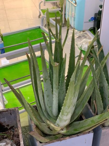 芦荟可以治皮肤病吗_芦荟治疗皮肤病效果怎么样-第1张图片-山城妙识