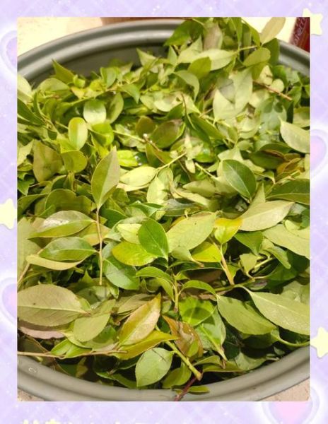 乌米饭树叶是什么_乌饭叶怎么做乌米饭-第1张图片-山城妙识 乌米饭树叶是什么_乌饭叶怎么做乌米饭-第1张图片-山城妙识