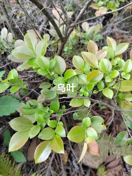 乌米饭树叶是什么_乌饭叶怎么做乌米饭-第3张图片-山城妙识 乌米饭树叶是什么_乌饭叶怎么做乌米饭-第3张图片-山城妙识