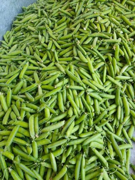 豌豆长什么样子_豌豆外形特征-第1张图片-山城妙识 豌豆长什么样子_豌豆外形特征-第1张图片-山城妙识