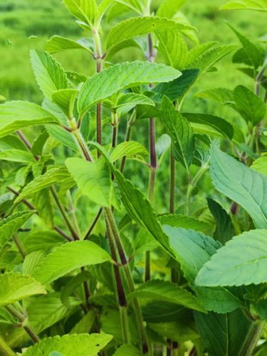 珍珠菜的功效与作用_珍珠菜怎么吃最好-第2张图片-山城妙识 珍珠菜的功效与作用_珍珠菜怎么吃最好-第2张图片-山城妙识